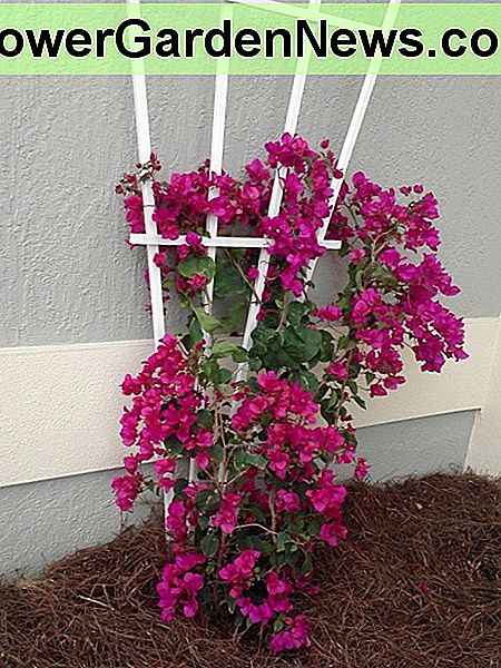 Cara Tumbuh dan Merawat Bougainvillea Cantik 🌹 Tips Berguna Tukang ...