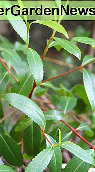 Come coltivare Catha Edulis — Khat, Qat, Gat o Miraa 🌹 Consigli Utili ...
