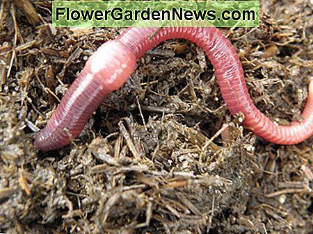 Identificazione del verme compostaggio rosso Wiggler 🌹 Consigli Utili ...