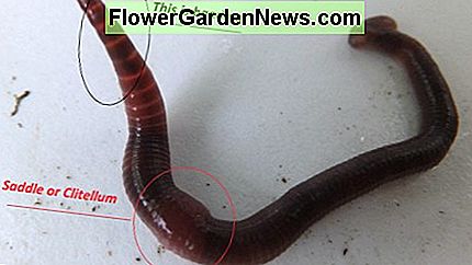 Identificazione del verme compostaggio rosso Wiggler 🌹 Consigli Utili ...