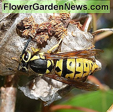 Fakta Menarik Tentang Hornets: Tawon Besar Dengan Sarang Kertas 🌹 Tips ...
