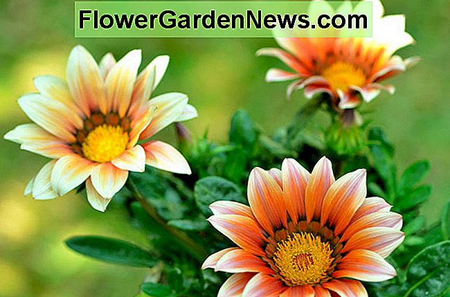 Gazania (Bunga Harta Karun) 🌹 Tips Berguna Tukang Kebun Dan Tukang ...