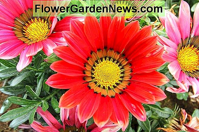 Gazania (Bunga Harta Karun) 🌹 Tips Berguna Tukang Kebun Dan Tukang ...