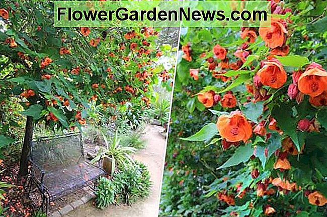Abutilon 'Victor Reiter' (bordo de florescência) 🌹 Dicas Úteis ...
