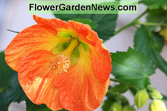 Abutilon 'Victor Reiter' (bordo de florescência) 🌹 Dicas Úteis ...