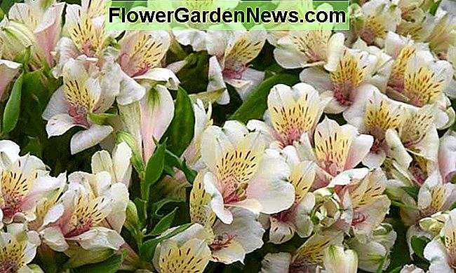 Alstroemeria Inticancha 'Magic White' (Lily Peru) 🌹 MẹO Làm VườN Và ...