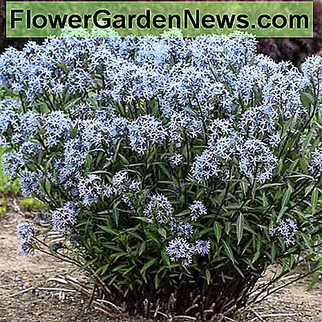 Amsonia tabernaemontana 'Storm Cloud'（青い星） 🌹 便利なヒント庭師と庭師 | 2025