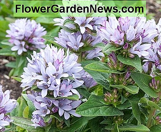Campanula glomerata 'Caroline' (campânula aglomerada) 🌹 Dicas Úteis ...