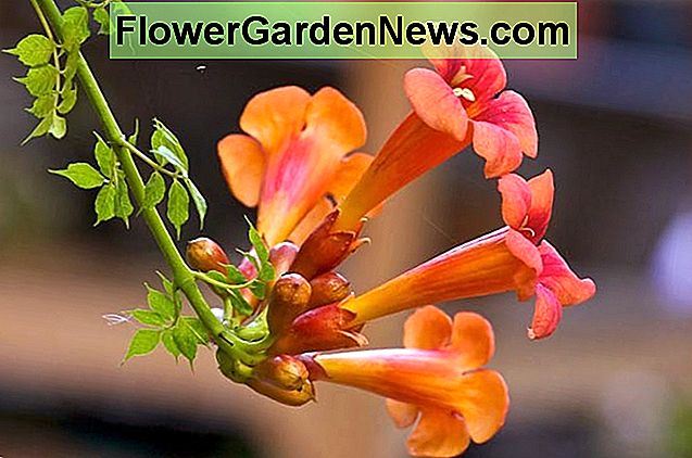 Campsis radicans (trubačka loza) 🌹 Korisni Savjeti Vrtlari I Vrtlari | 2025