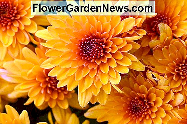 Crisantemo 'Fireglow Bronze' 🌹 Consigli Utili Giardinieri E Giardinieri ...
