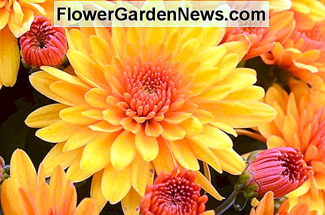 Crisantemo 'Fireglow Bronze' 🌹 Consigli Utili Giardinieri E Giardinieri ...
