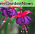 Fuchsia 'Cecile' 🌹 Tips Berguna Tukang Kebun Dan Tukang Kebun | 2025