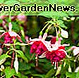 Fuchsia 'Cecile' 🌹 Tips Berguna Tukang Kebun Dan Tukang Kebun | 2025