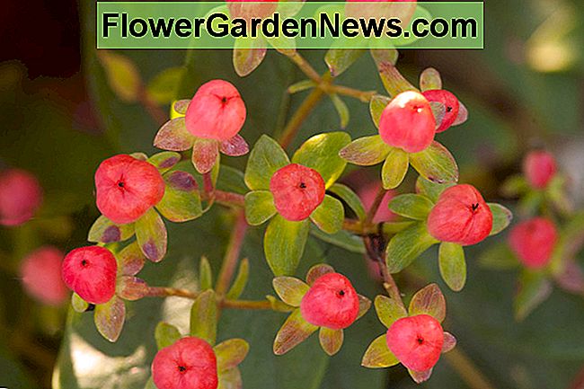 Hypericum x inodorum 'Red Star'（セントジョンズワート） 🌹 便利なヒント庭師と庭師 | 2025