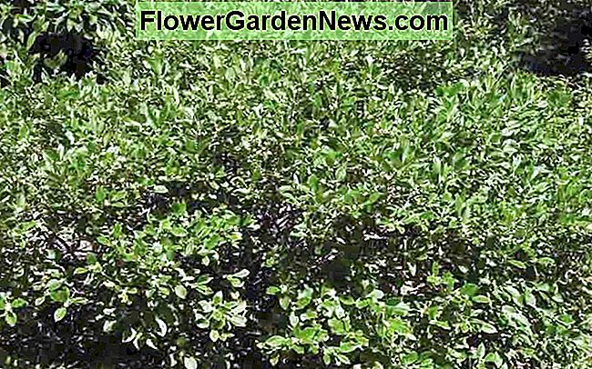 Ilex verticillata 'Jim Dandy' (Winterberry) 🌹 Dicas Úteis Jardineiros E ...