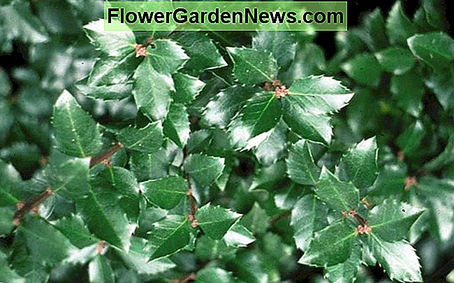 Ilex verticillata 'Jim Dandy' (Winterberry) 🌹 Dicas Úteis Jardineiros E ...