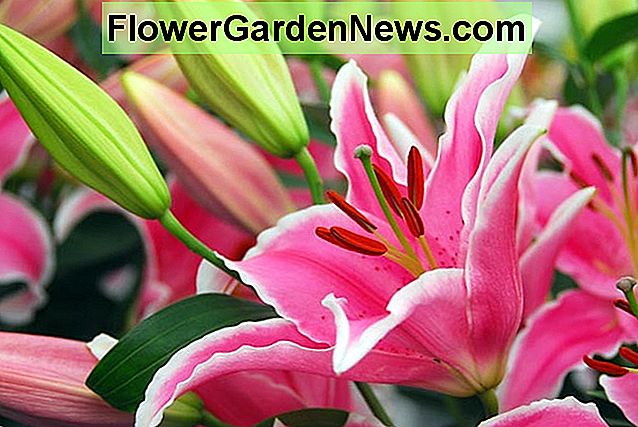 Lilium 'Starlight Express' (Giglio orientale) 🌹 Consigli Utili ...