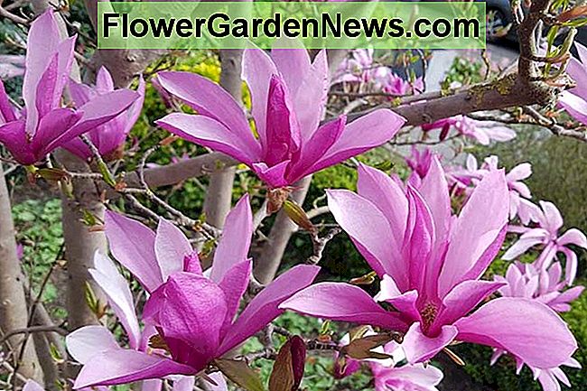 Magnolija 'Susan' 🌹 Korisni Savjeti Vrtlari I Vrtlari | 2025