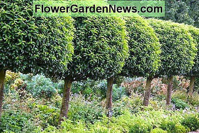 Prunus lusitanica (Portugal Laurel) 🌹 Korisni Savjeti Vrtlari I Vrtlari ...