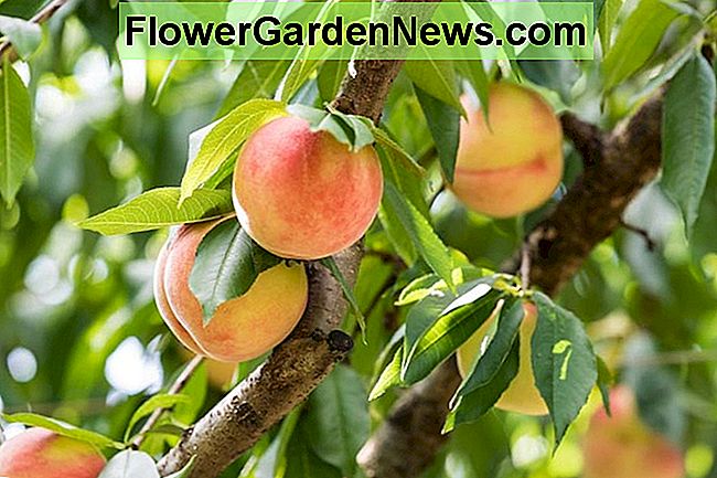 Prunus persica 'Belle of Georgia' (Breskva) 🌹 Korisni Savjeti Vrtlari I ...
