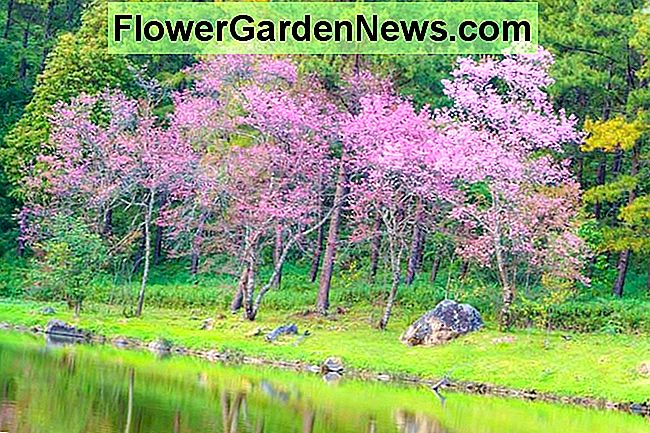 Prunus x incam 'Okame' (cereja de Taiwan) 🌹 Dicas Úteis Jardineiros E ...