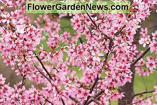 Prunus x incam 'Okame' (cereja de Taiwan) 🌹 Dicas Úteis Jardineiros E ...