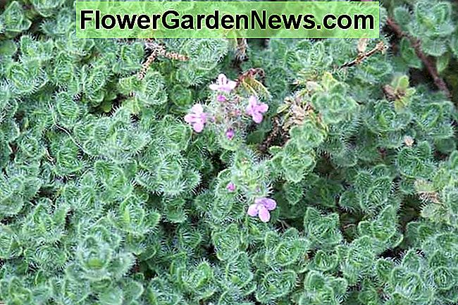 Thymus pseudolanuginosus (Timo lanoso) 🌹 Consigli Utili Giardinieri E ...