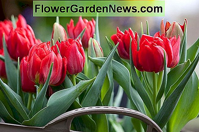 Tulipa 'Abba' (Double Early Tulip) 🌹 Consigli Utili Giardinieri E ...